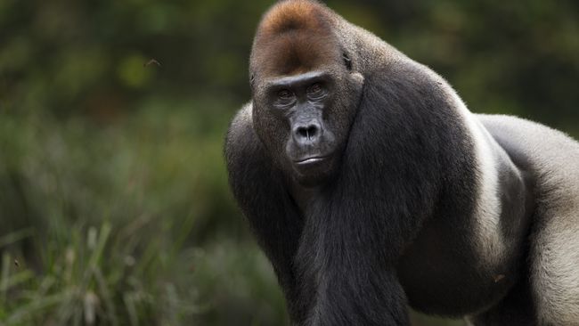 Primates: Facts about the group that includes humans, apes, monkeys and ...