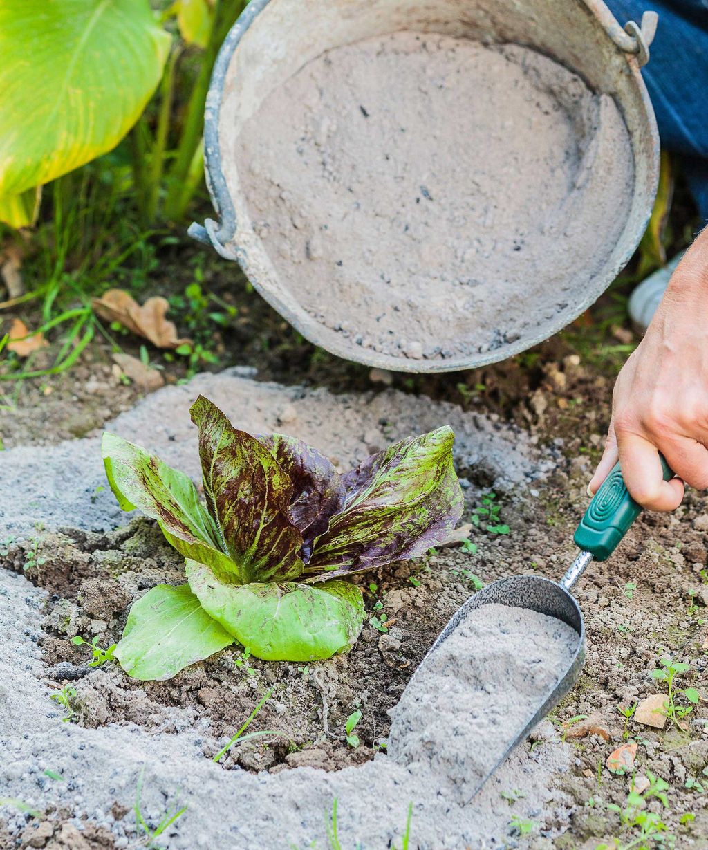 Using ash in the garden: 3 ways for healthier plants | Gardeningetc
