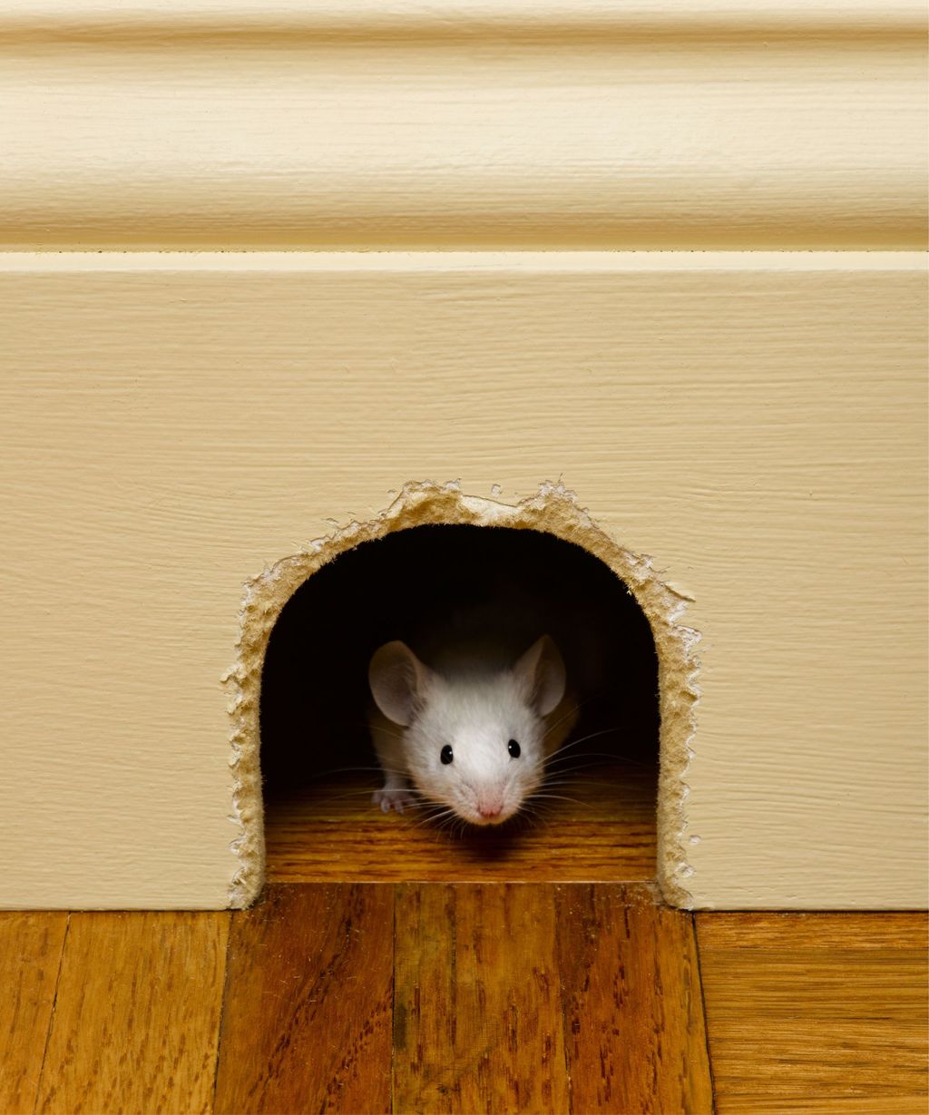 How to get rid of mice from a garage: 6 mouse-proofing steps | Homes ...
