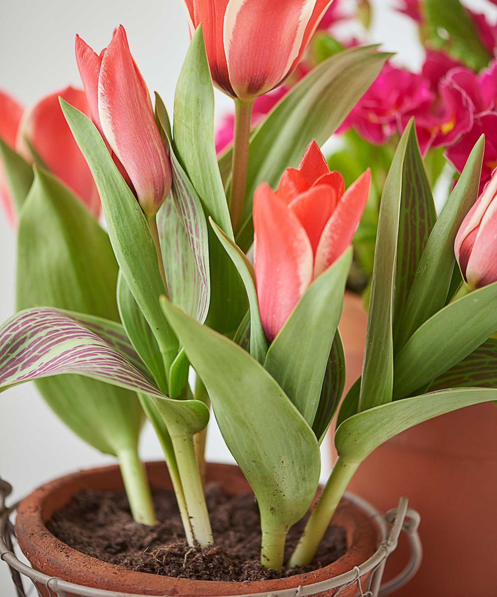 How to grow tulips indoors: a step-by-step guide | Homes and Gardens
