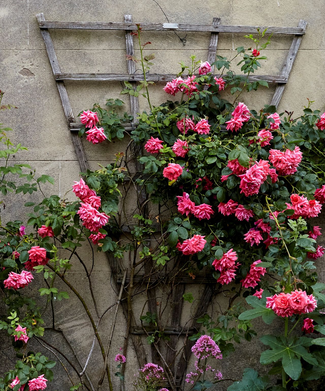 How to put up a wall trellis: a step-by-step expert guide | Homes and ...