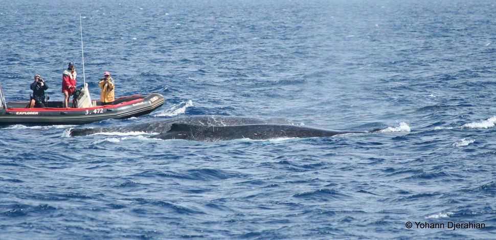 In Photos: Tracking Humpback Whales in the South Pacific Ocean | Live ...