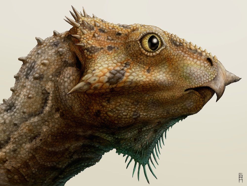 Photos: Oldest Known Horned Dinosaur in North America | Live Science