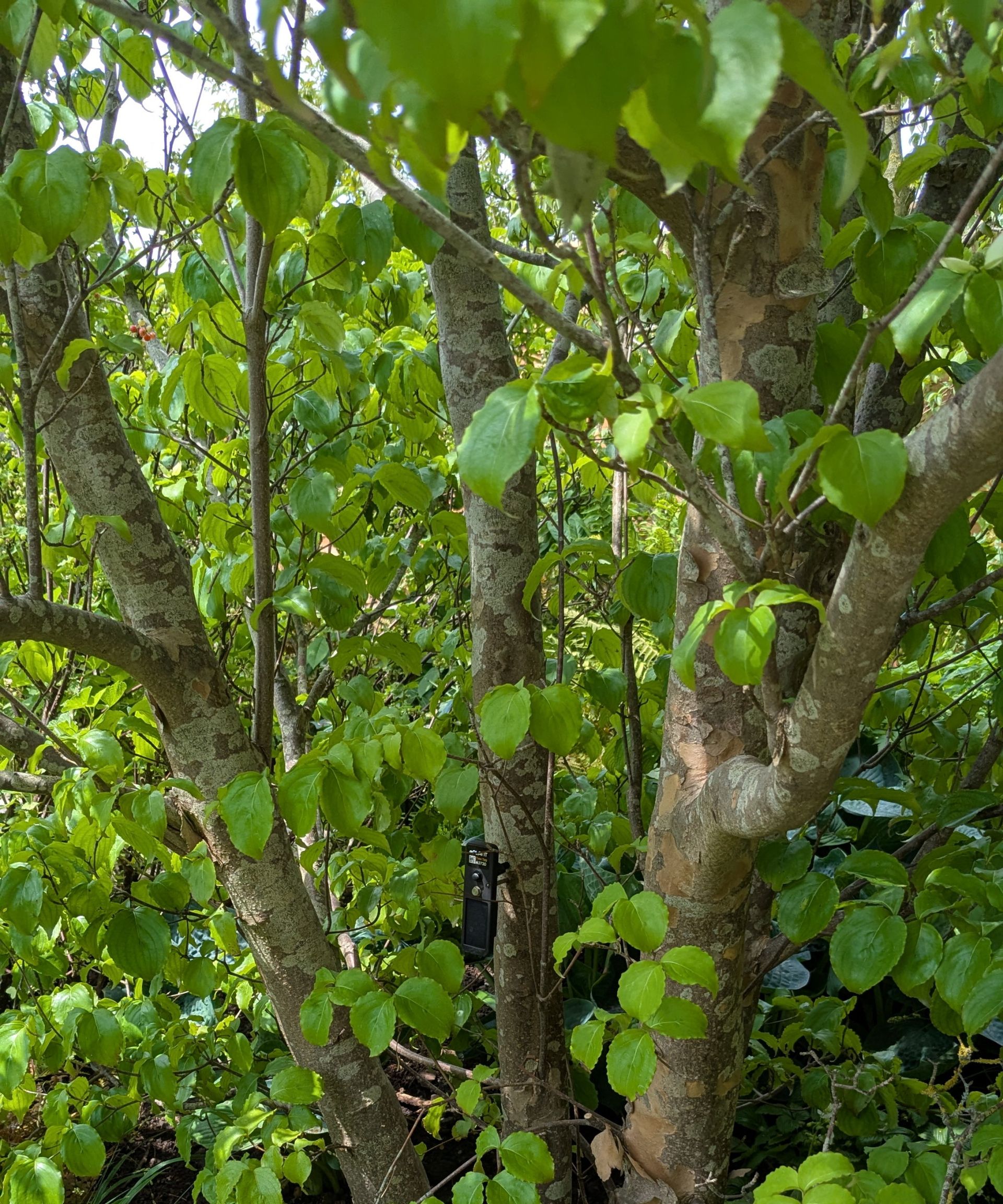 The Avanade Intelligent Garden : I look at the tech on show | Homes and ...