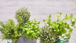 Indoor herb garden ideas – how to display herbs in your home | Homes ...