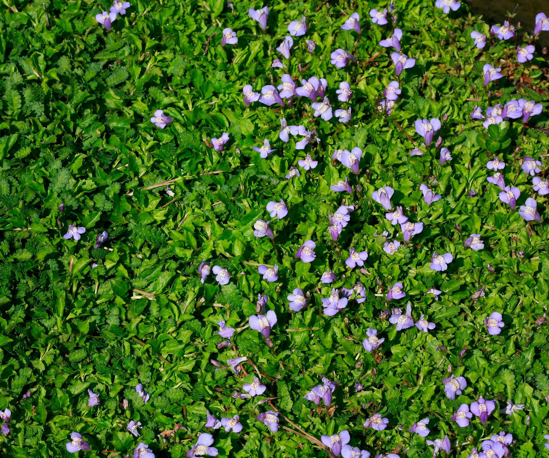 Walkable ground cover plants: 11 path and lawn options | Homes and Gardens
