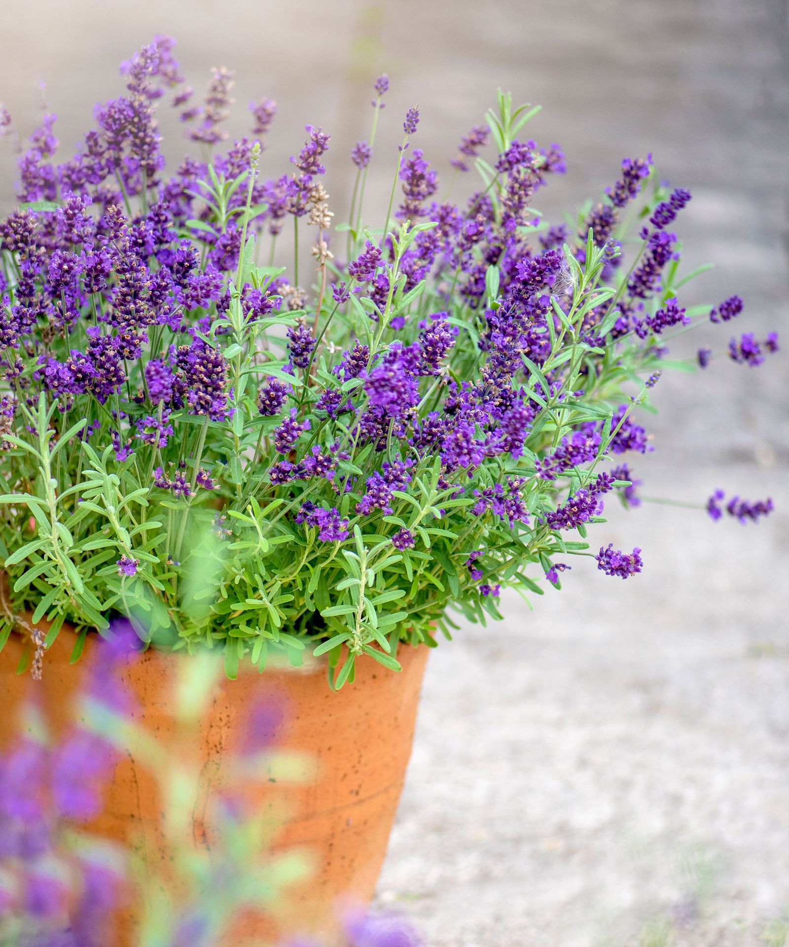 5 Potted Pollinator Garden Ideas For Patios And Balconies | Gardening ...