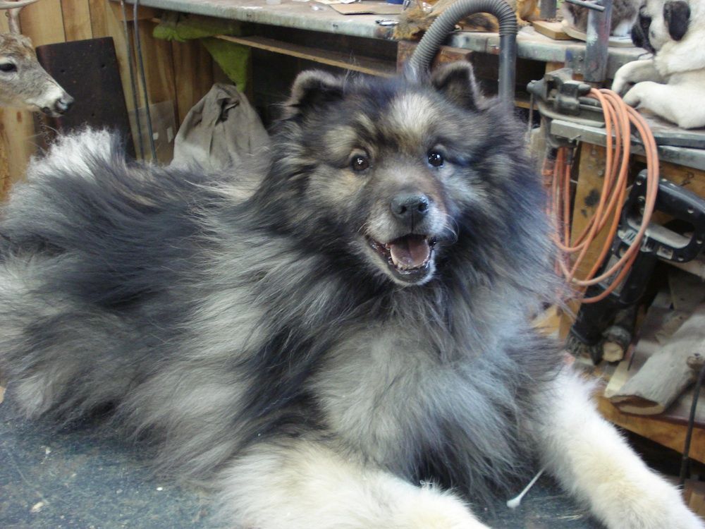 Gallery: Freeze-Dried Pets | Live Science