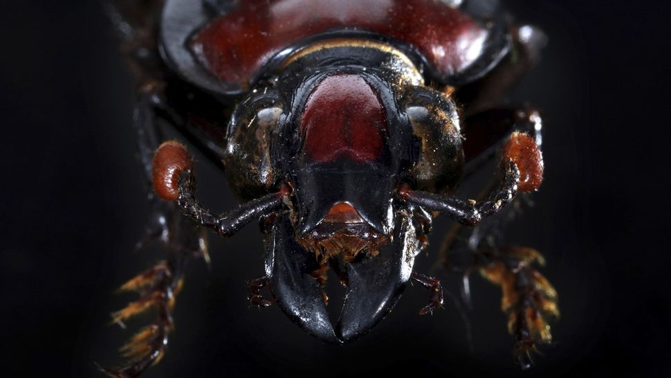 American burying beetle: The meat-eating insect that buries bodies for ...
