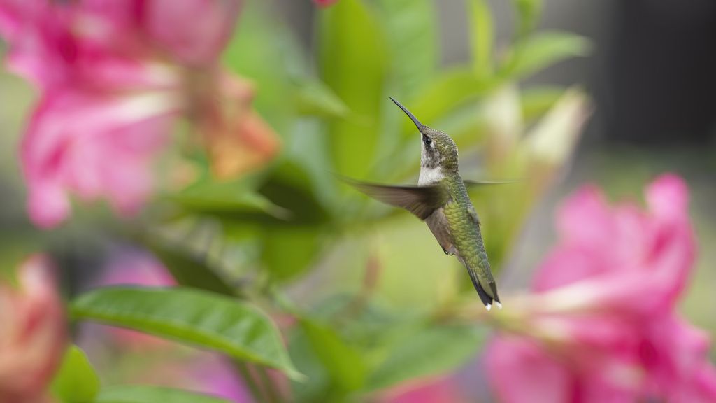 What's Your Birth Month Bird? Discover All 12 | Homes and Gardens