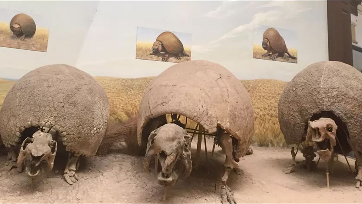 15 extinct giants that once roamed North America | Live Science