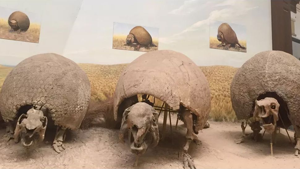 15 extinct giants that once roamed North America | Live Science