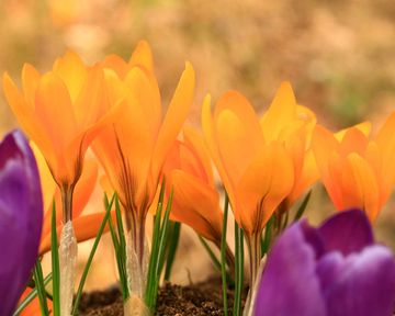 Types of crocus: 12 spring-flowering bulbs | Gardeningetc