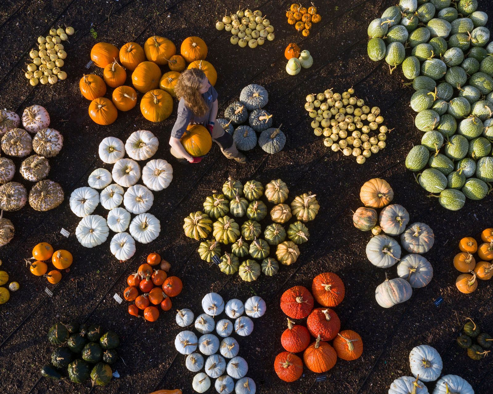 How to grow pumpkins – a step by step guide | Homes and Gardens