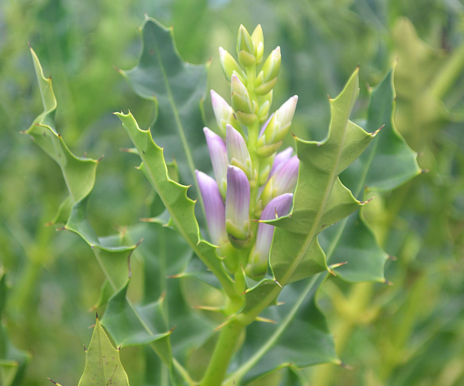 Try These 7 Fall Blooming Shrubs For Late Year Splendor | Gardening Know How