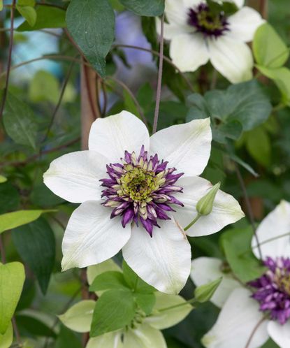 Clematis varieties: 18 beautiful climbers | Gardeningetc