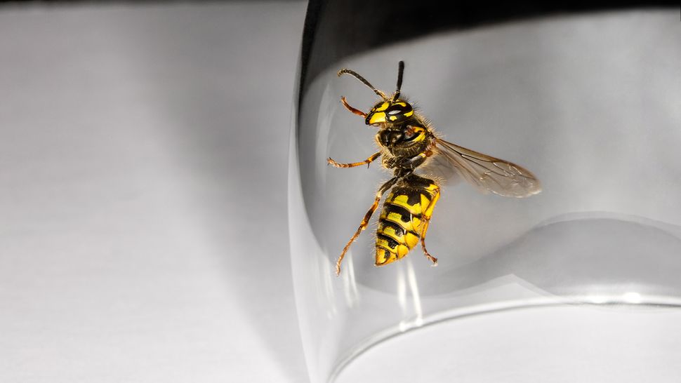 Banish wasps from your home using this one non-toxic household item ...