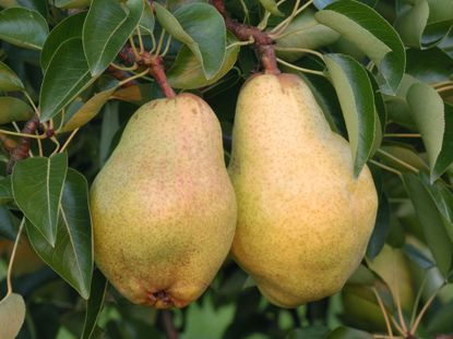 The 10 best bare root fruit trees to get into your backyard now | Livingetc