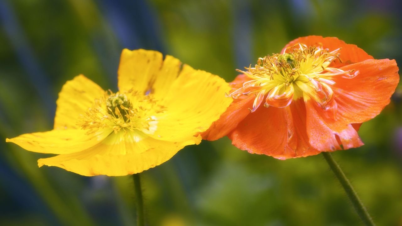 How to grow poppies: top tips on growing and caring for these stunning ...