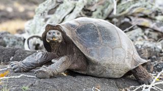What is the world's slowest animal? | Live Science
