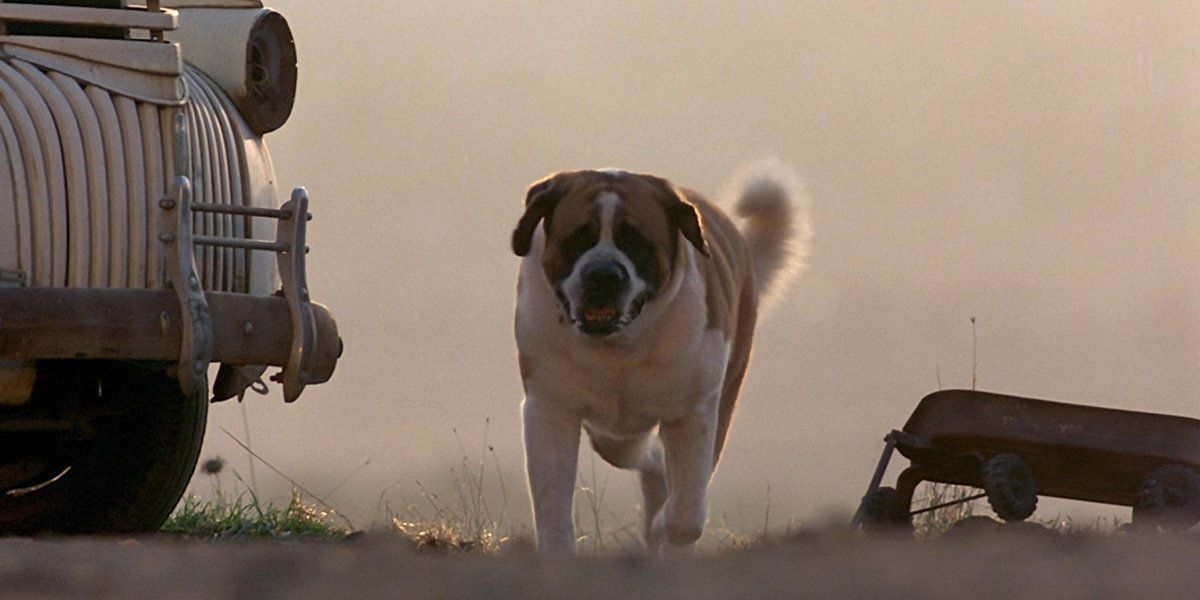 Adapting Stephen King's Cujo: Does The 1983 Classic Meet Its Full ...