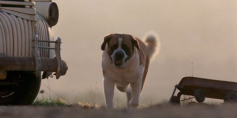 Adapting Stephen King's Cujo: Does The 1983 Classic Meet Its Full ...