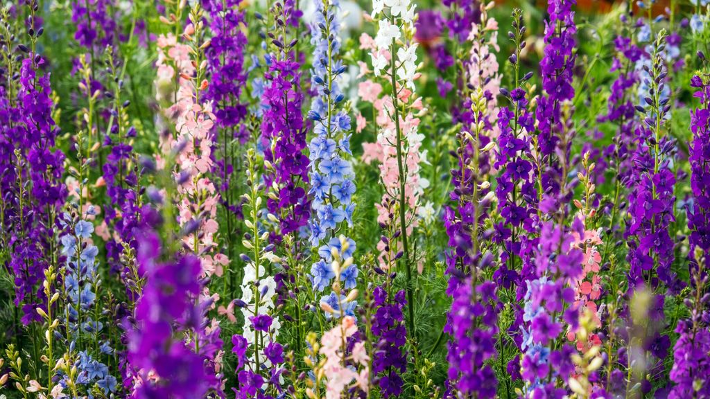 Growing Larkspur Flowers - Information On When To Plant Larkspurs ...