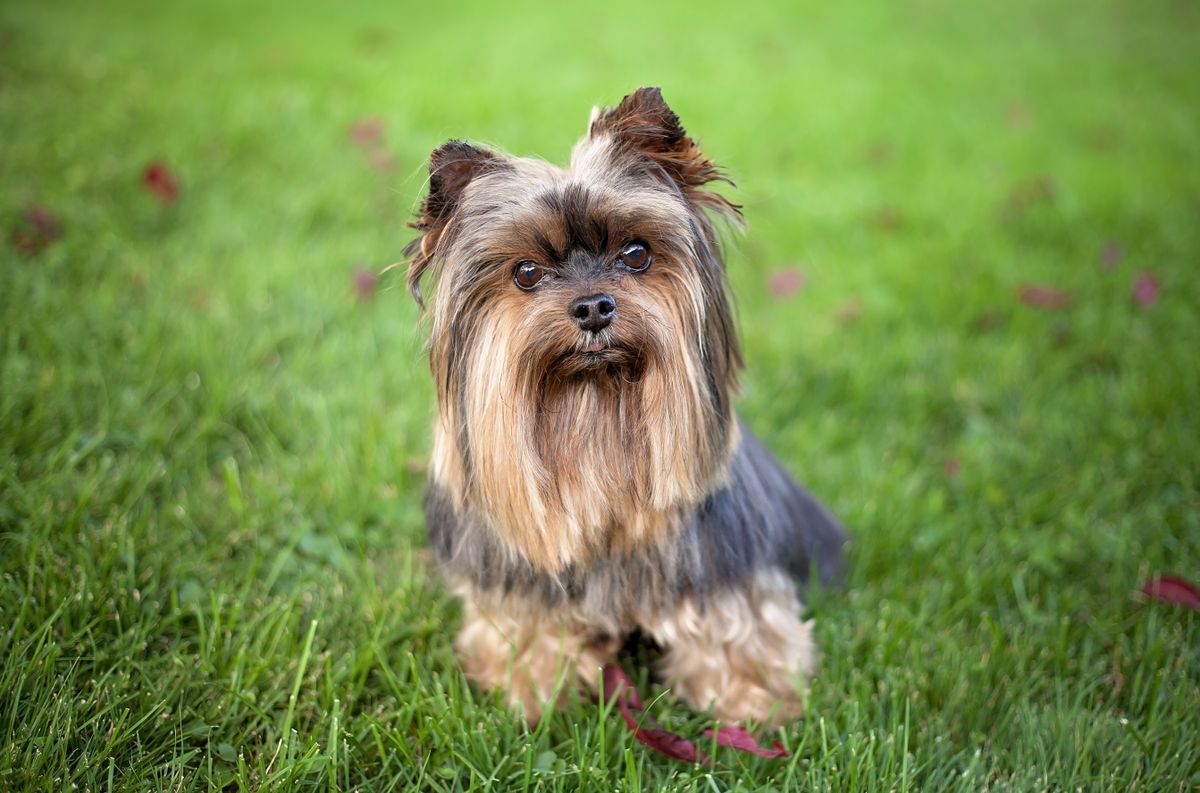 10 smallest dog breeds (combination of height and weight) | PetsRadar
