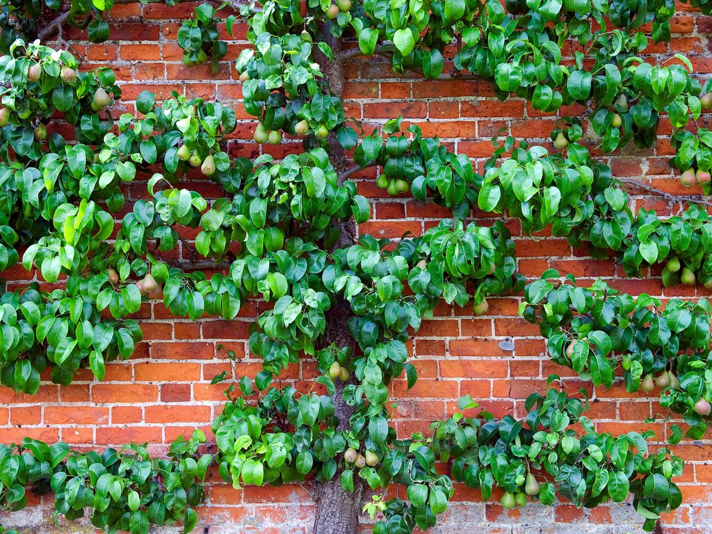 The 10 best bare root fruit trees to get into your backyard now | Livingetc