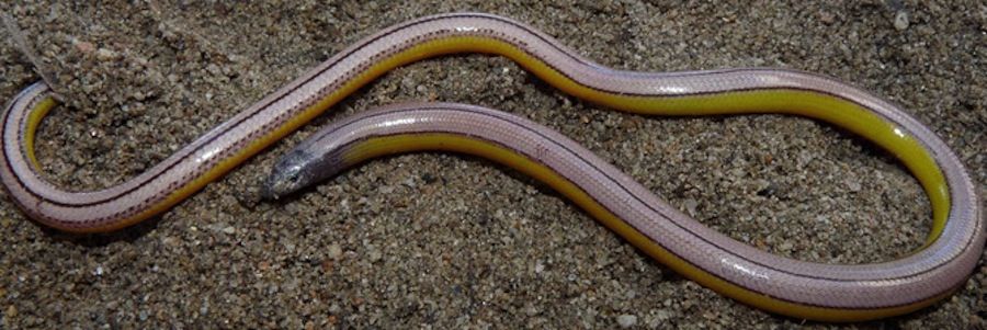 4 Legless Lizard Species Discovered in California | Live Science