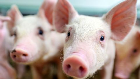 Step aside hipsters, scientists need your coconut water to artificially ...