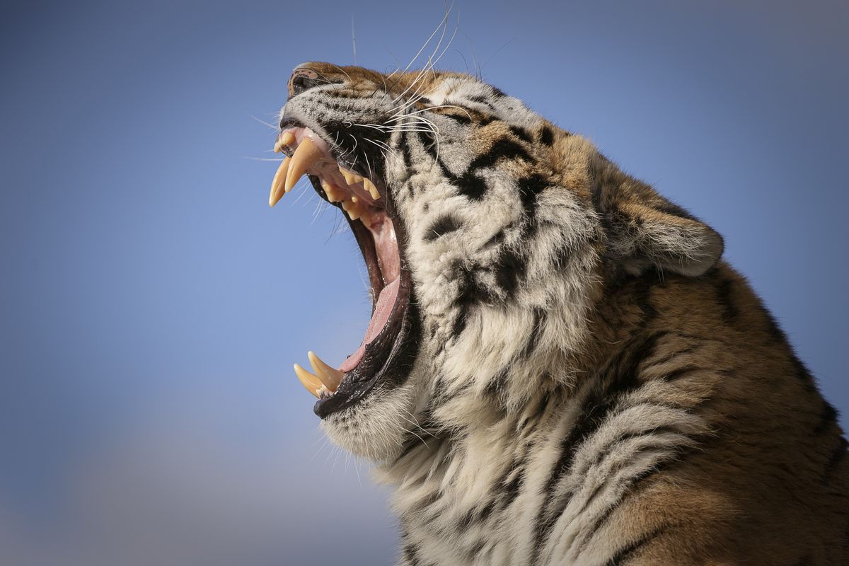 Big cat photo tips | Digital Camera World