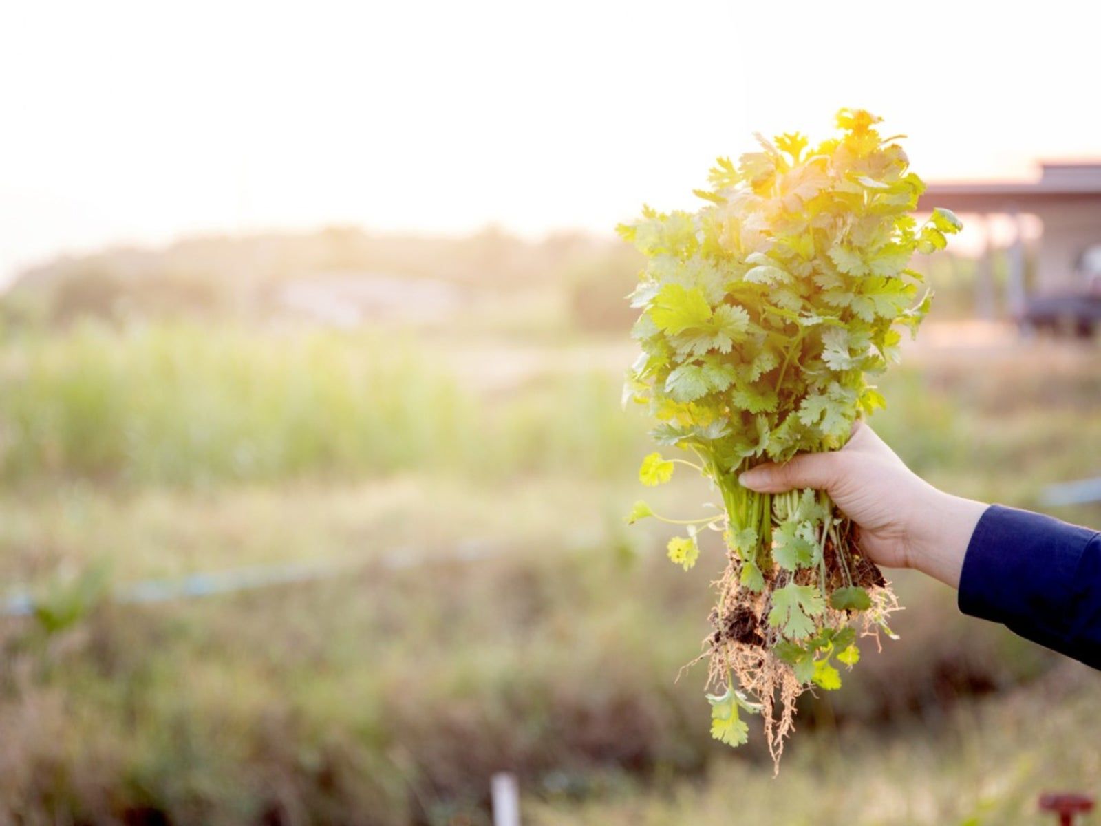 Learn About Cilantro Harvesting | Gardening Know How