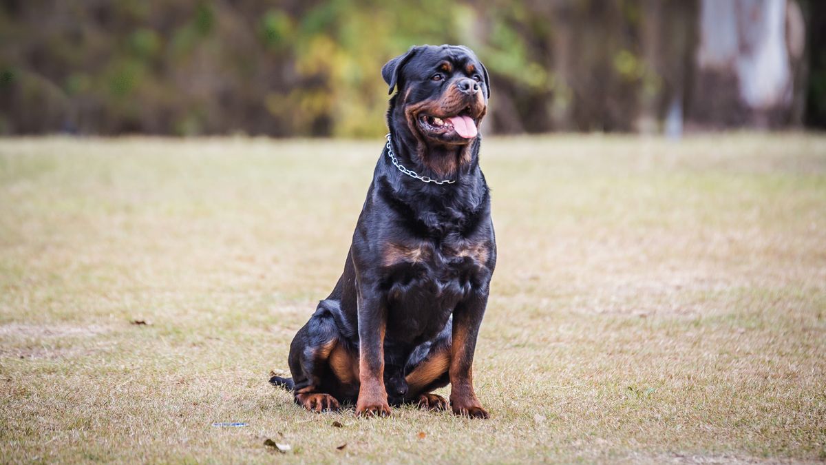 10 dog breeds with bad reputations: Are stereotypes true? | PetsRadar