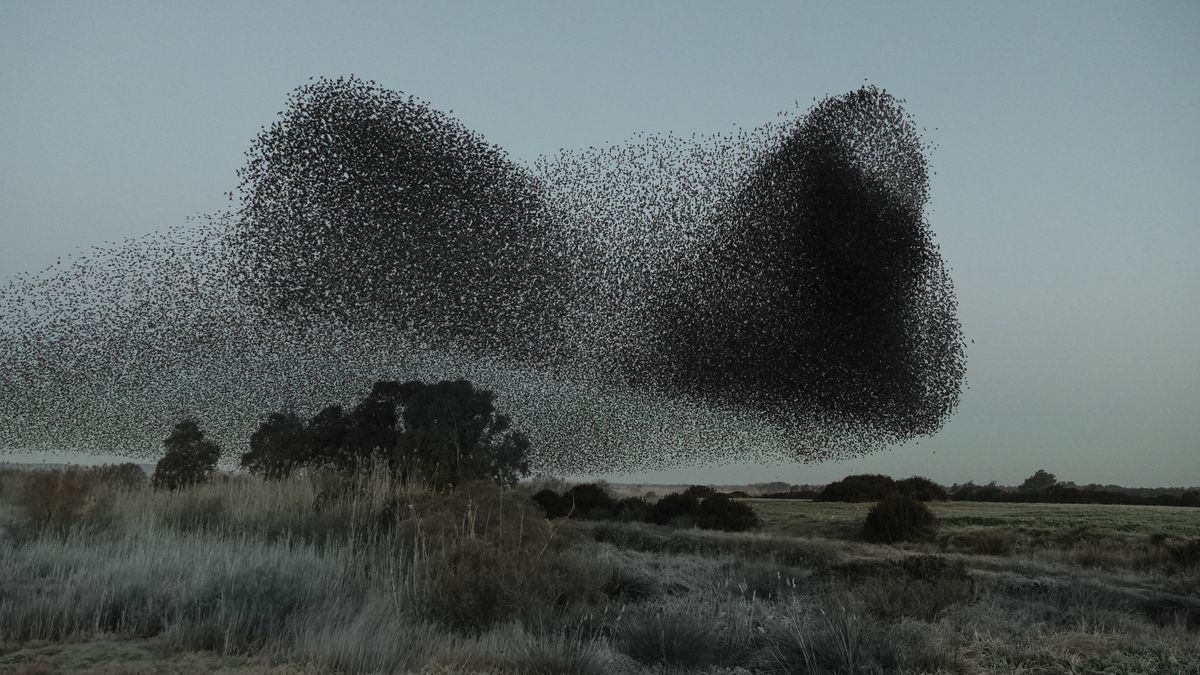 Watch thousands of starlings perform an 'incredible ballet of life and ...