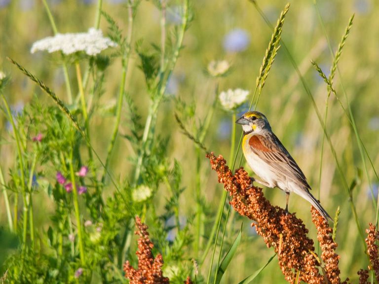 What Is A Micro Prairie – How Micro Prairies Help The Environment ...