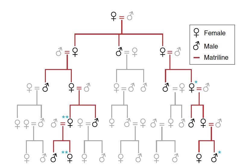 Moms Rule! Excavation at Chaco Canyon Reveals Maternal Lineage | Live ...