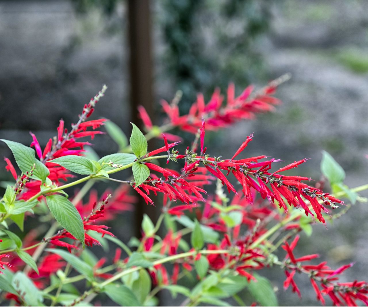 How to propagate salvia: for successful softwood cuttings | Homes and ...