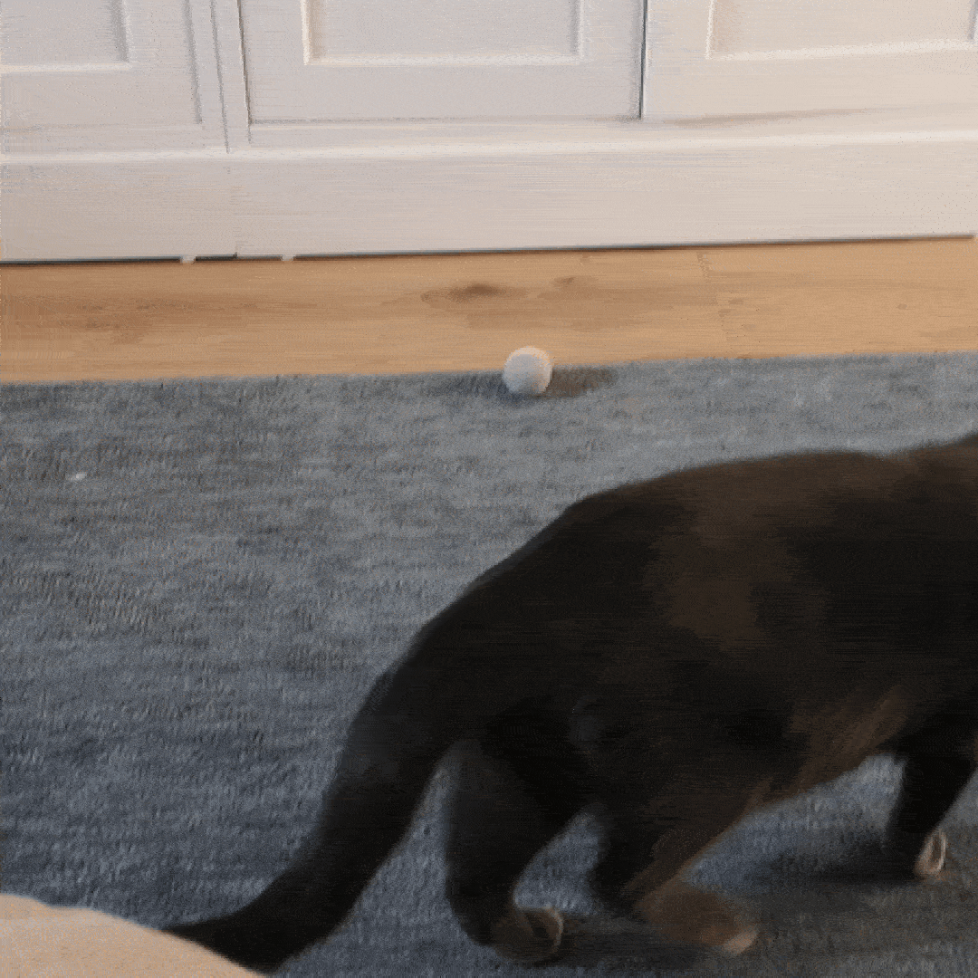 The 6 best automated cat toys, tested and approved by real pet parents ...