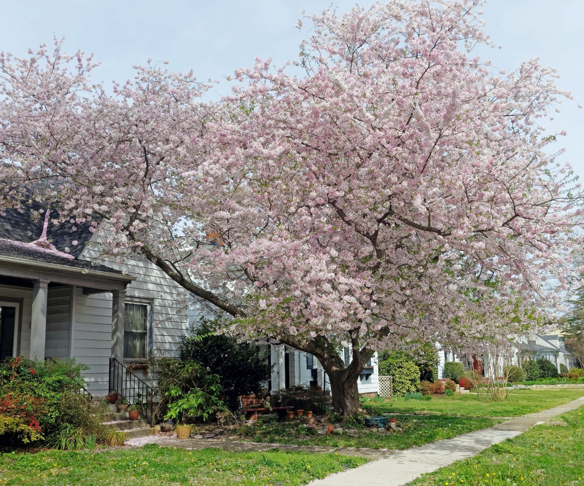 5 Front Yard Trees To Boost Your Curb Appeal All Year Long | Gardening ...