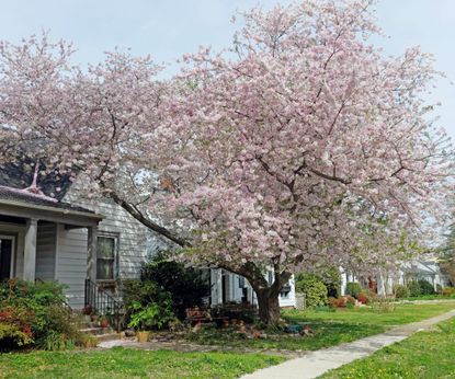 5 Front Yard Trees To Boost Your Curb Appeal All Year Long | Gardening ...