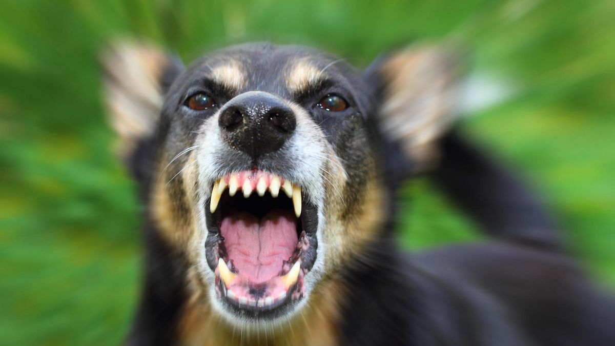 Signs of aggression in dogs: 12 body cues to be aware of | PetsRadar