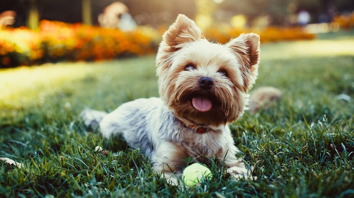 The most popular small dog breeds: Ten tiny pooches you’ll love | PetsRadar