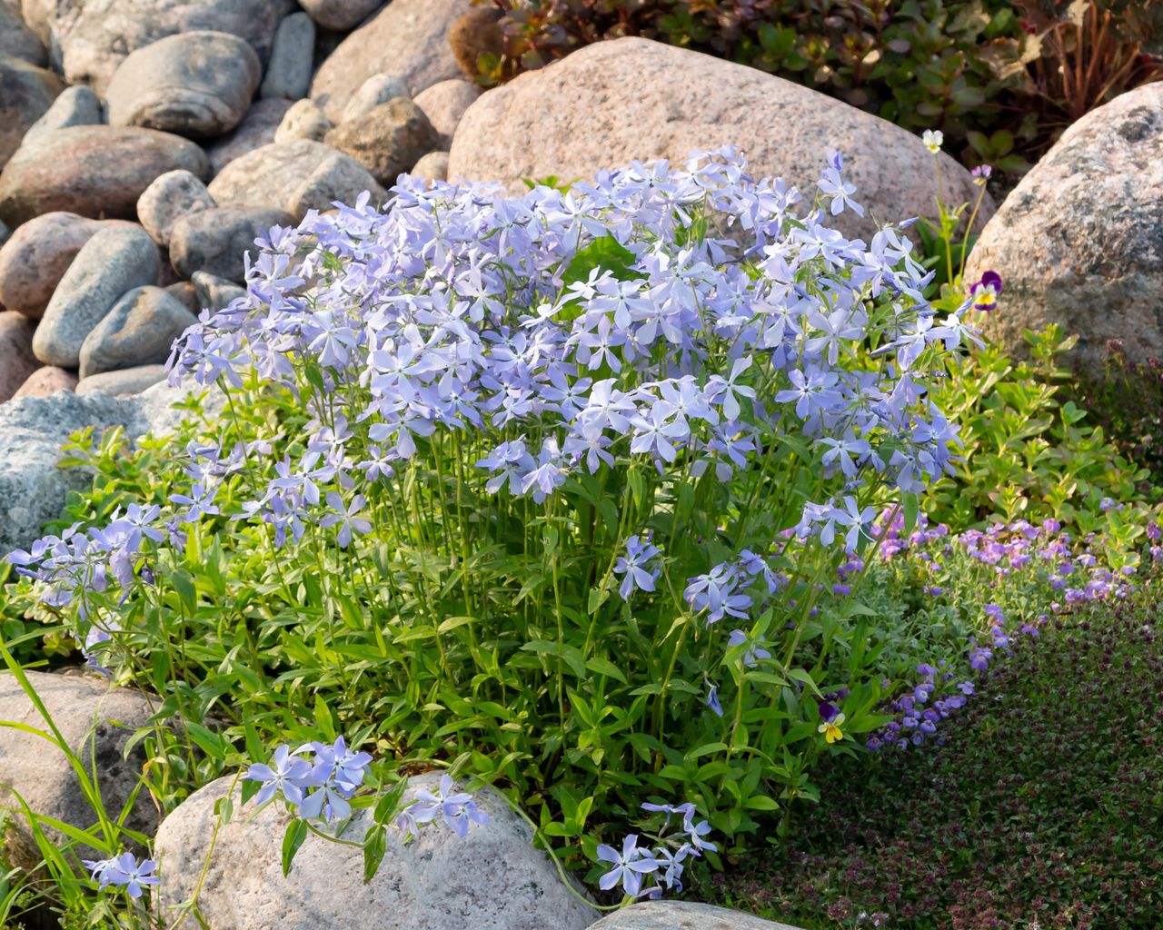 Grow These Fabulous Phlox Varieties For Beds, Borders & Pots ...