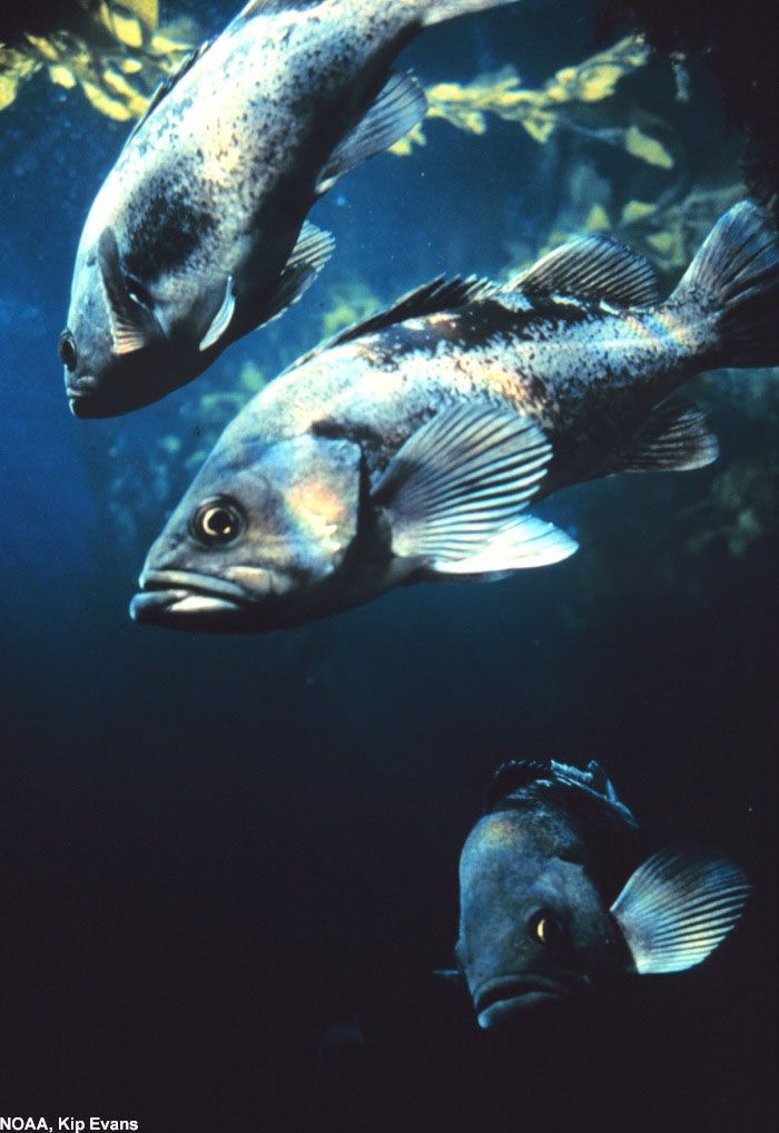 Articles by Livescience.com, staff | Live Science