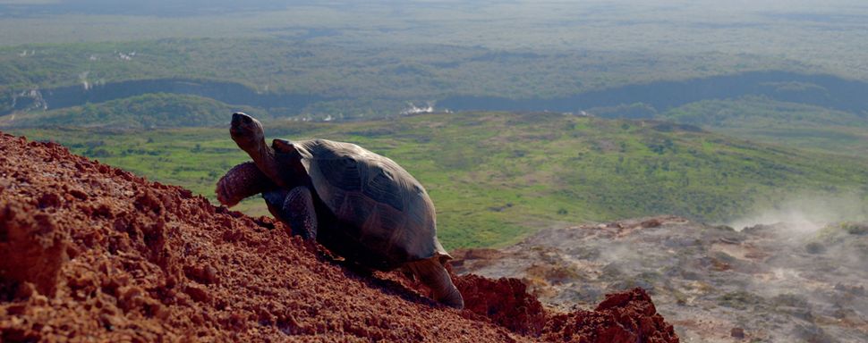In Photos: The Stunning Sea Life 'Stars' of 'Big Pacific' | Live Science