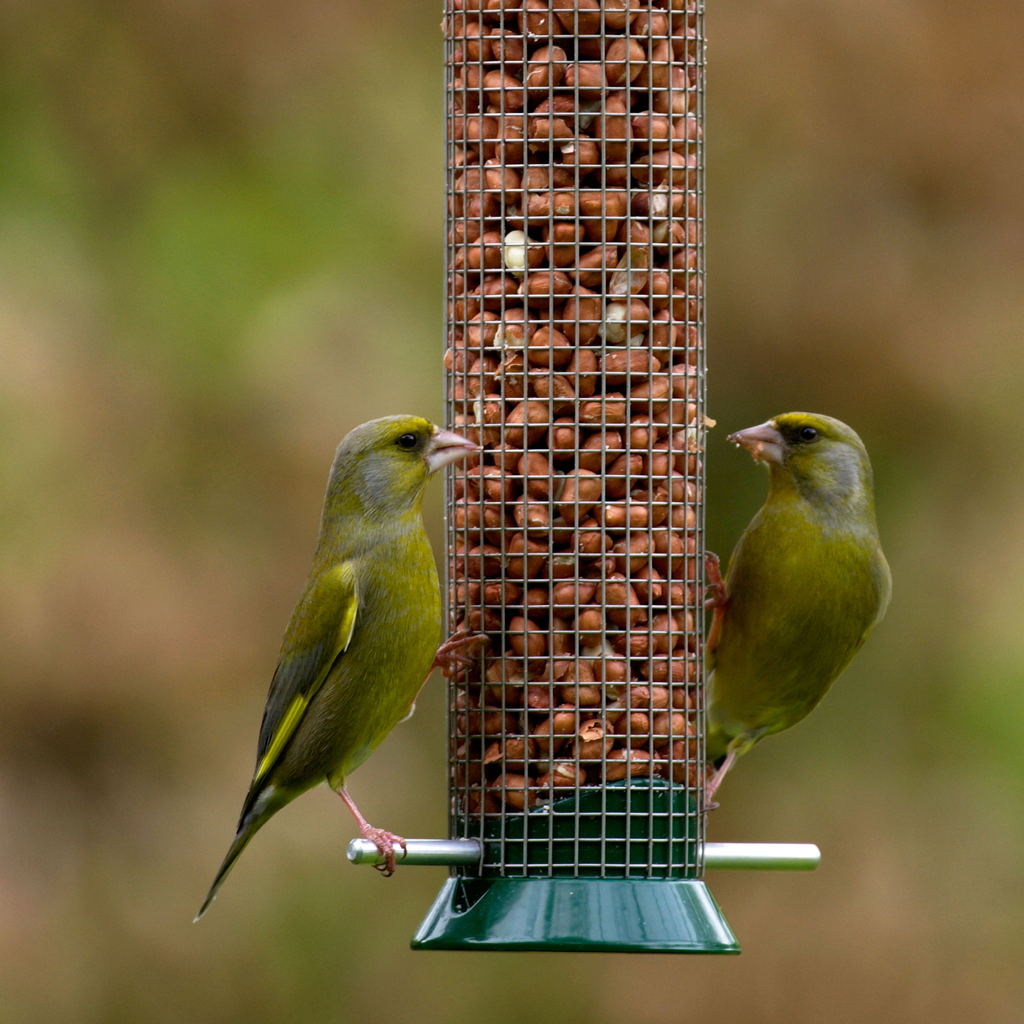 Why you should add a potato to your bird feeder | Ideal Home