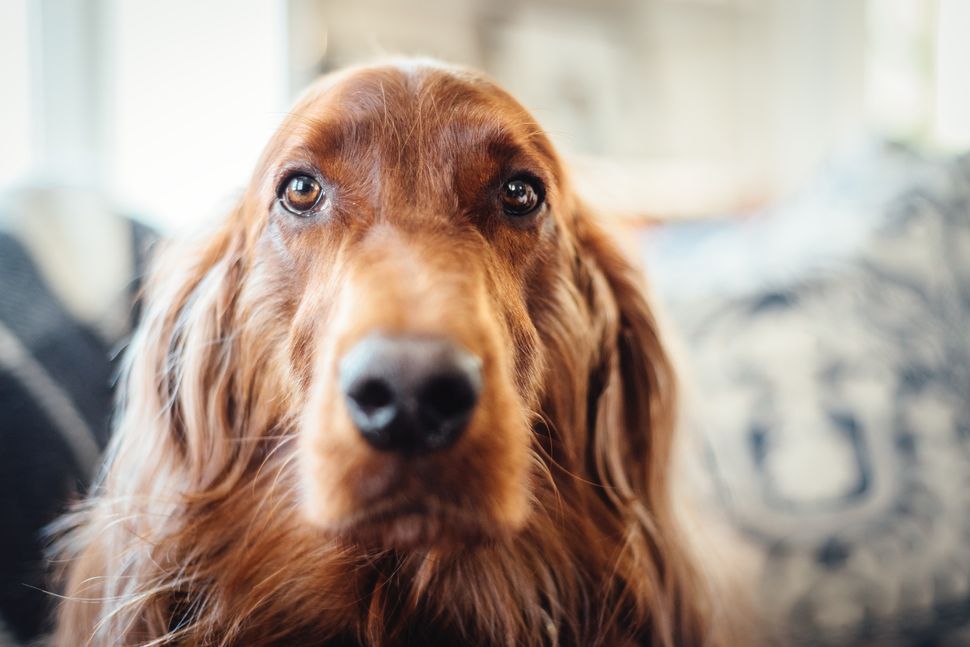 High energy dog breeds that are suited to active pet parents | PetsRadar