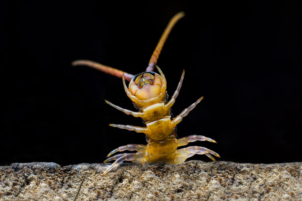 Centipedes and Millipedes: Lots of Legs, What's the Difference? | Live ...
