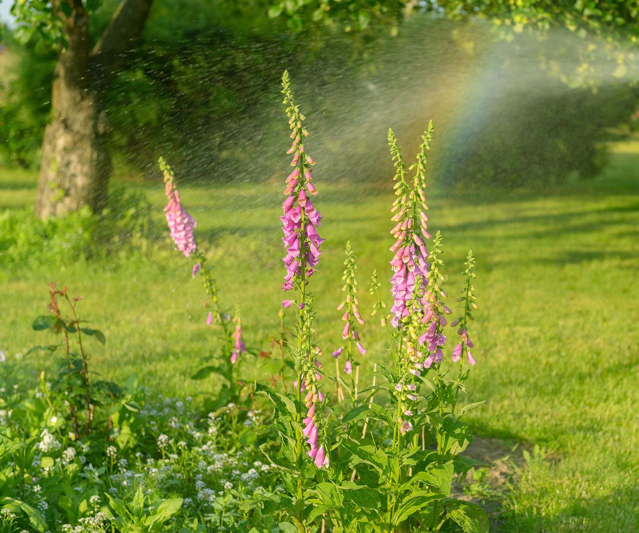 Watering Foxglove Plants The Right Way For Better Blooms | Gardening ...